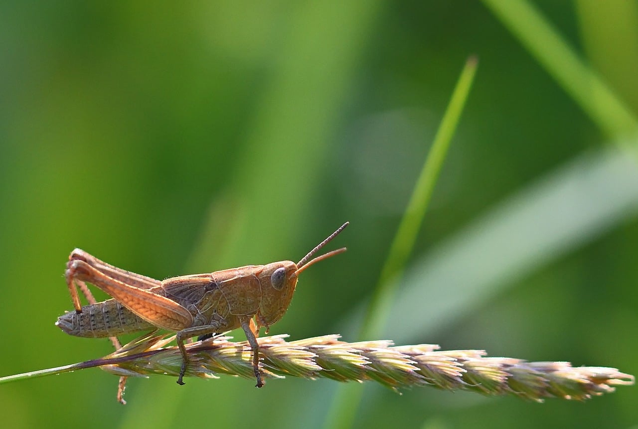 Grasshopper Insect Close Up Hay - Free photo on Pixabay