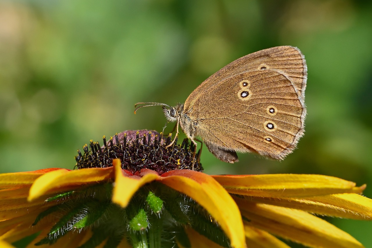 Butterfly Little Meadow Bird Close - Free photo on Pixabay