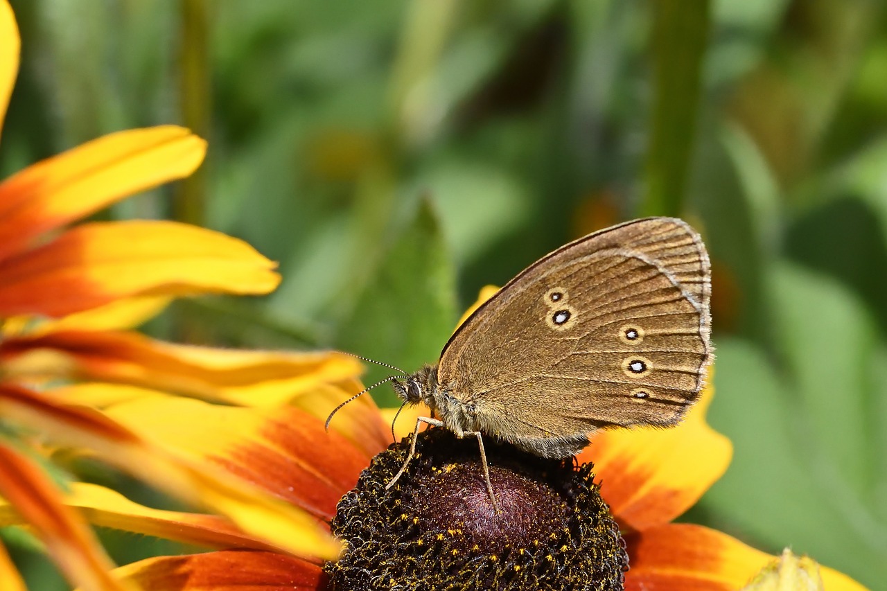 Butterfly Little Meadow Bird Close - Free photo on Pixabay