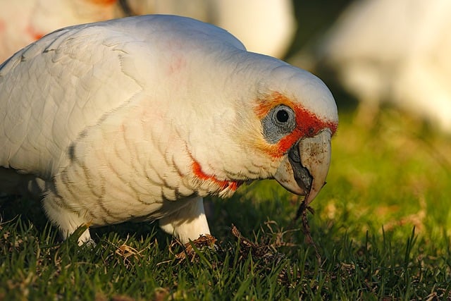 Little Corella - Free photo on Pixabay