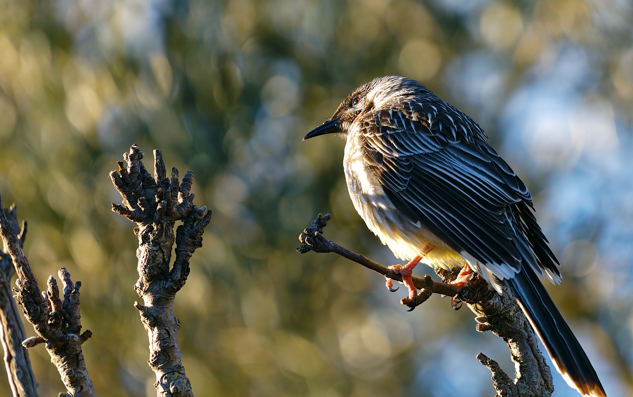 Wattlebird Bird Nature - Free photo on Pixabay