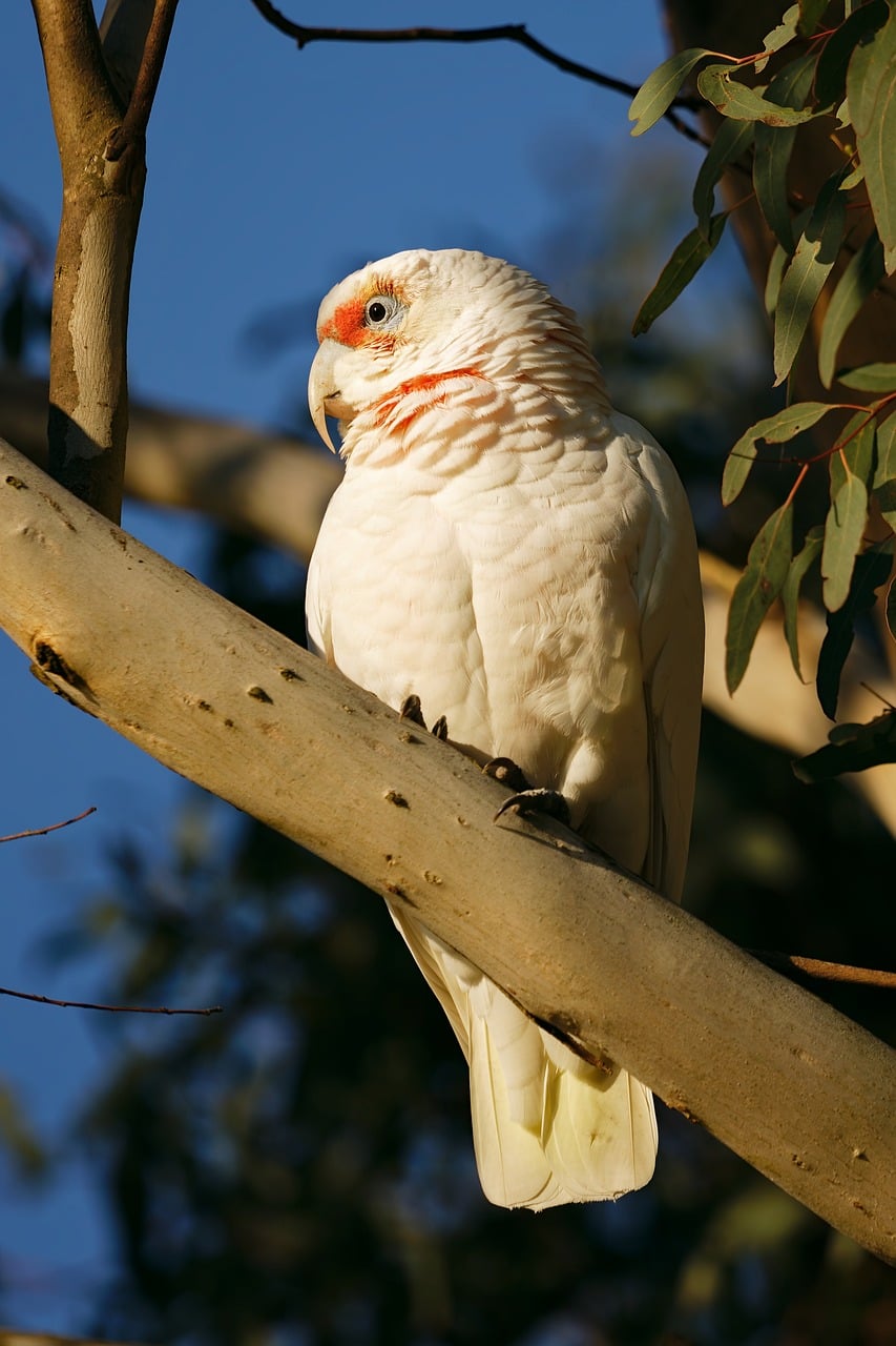 Little Corella - Free photo on Pixabay