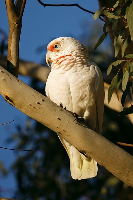 Long-Billed Corella Nature - Free photo on Pixabay