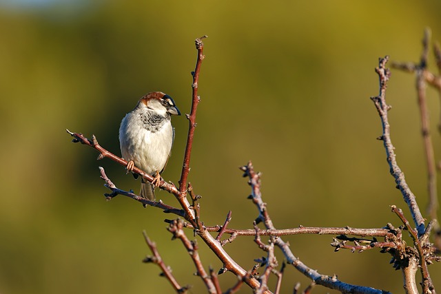 House Sparrow Animal - Free photo on Pixabay