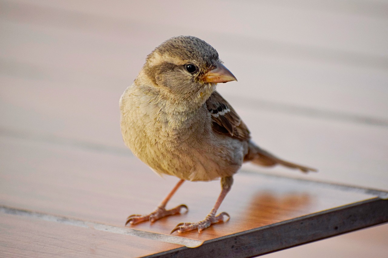 Moineau Oiseau Petit - Photo gratuite sur Pixabay