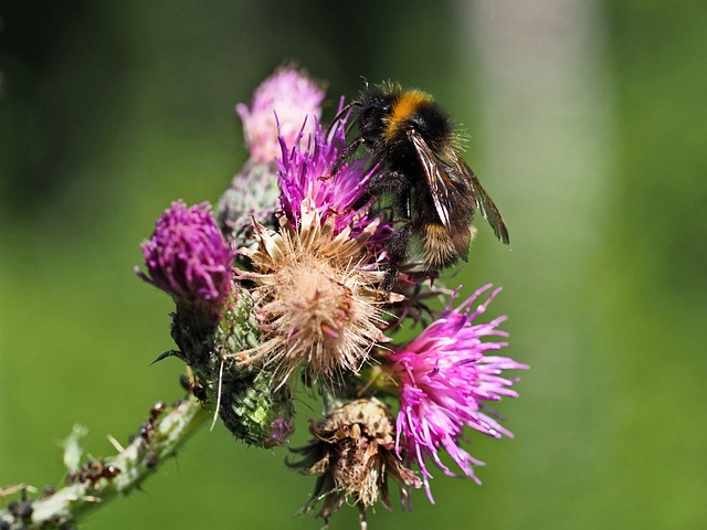 Bondar Insectă Polenizare - Fotografie gratuită pe Pixabay