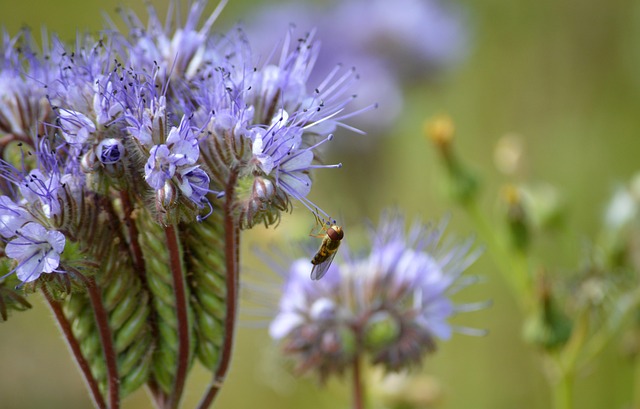 Phacelia Bee Friend Tufted - Free photo on Pixabay