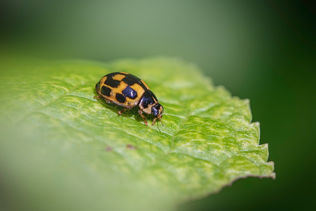 Besouro Animal Fechar-Se - Foto gratuita no Pixabay