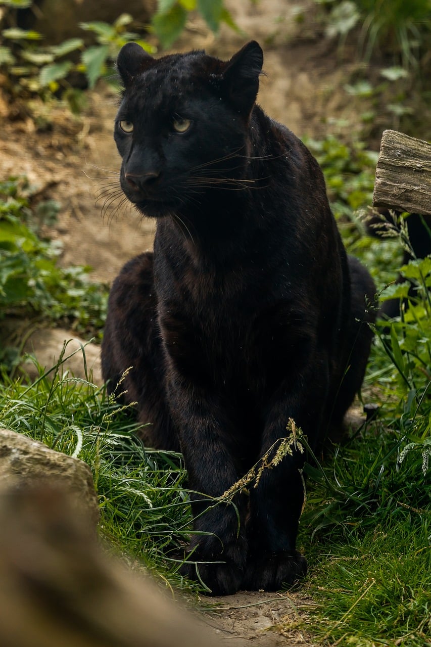 Panter Natur - Gratis foto på Pixabay