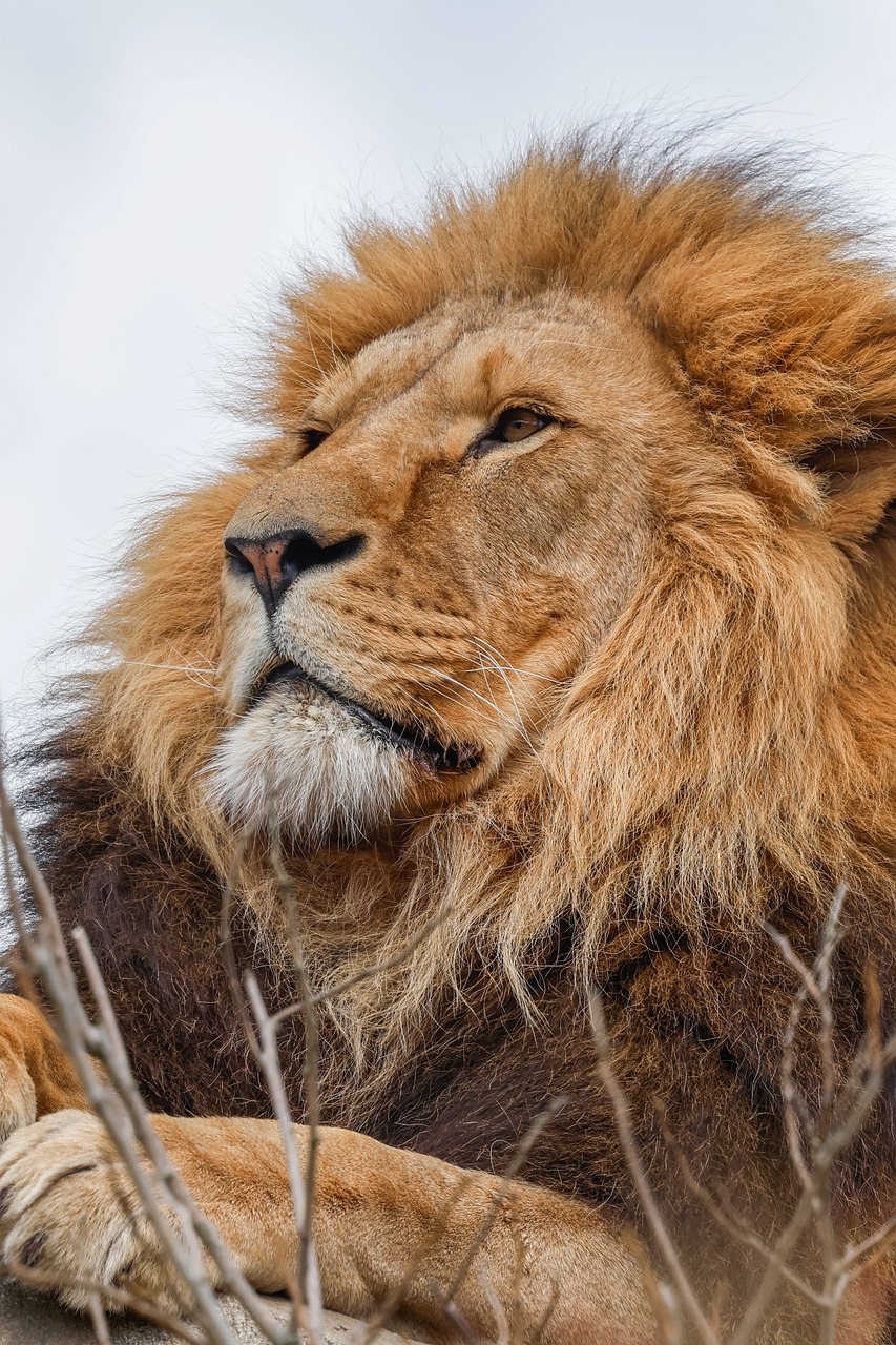 Lion Alam Hewan - Foto gratis di Pixabay