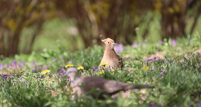 Hoopoe Nature Bird - Free photo on Pixabay