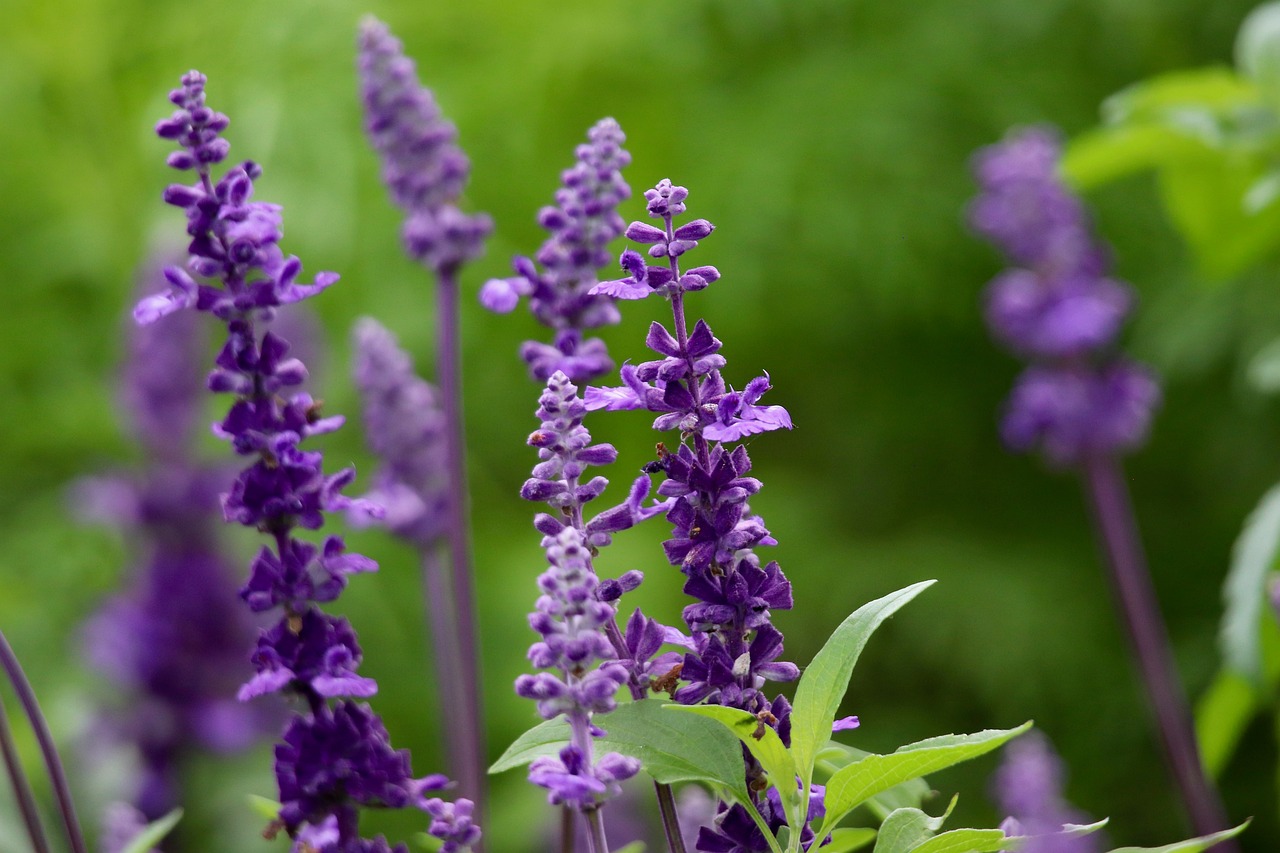 Sage Herbs Purple Flowers Flower - Free photo on Pixabay