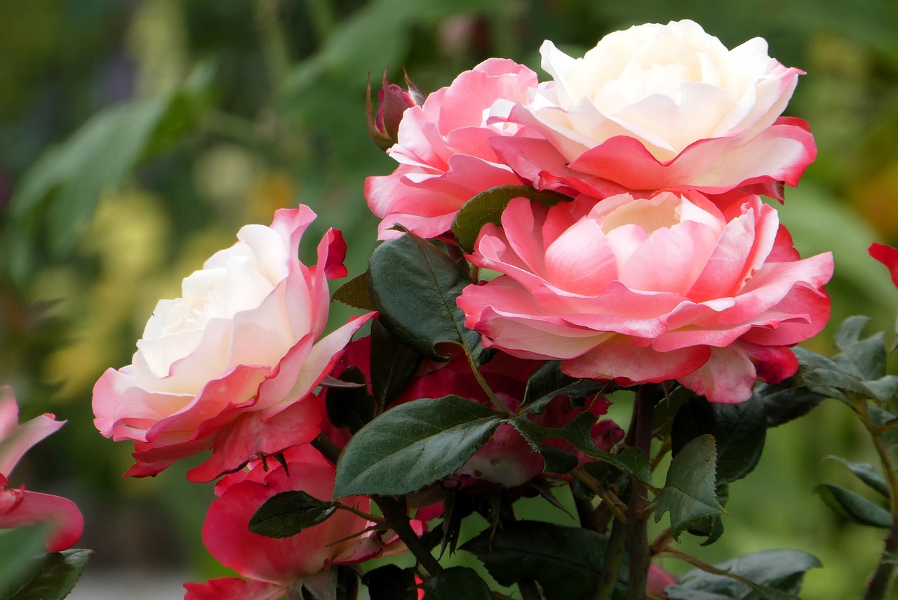 Roses Garden Flower Bloom - Free photo on Pixabay
