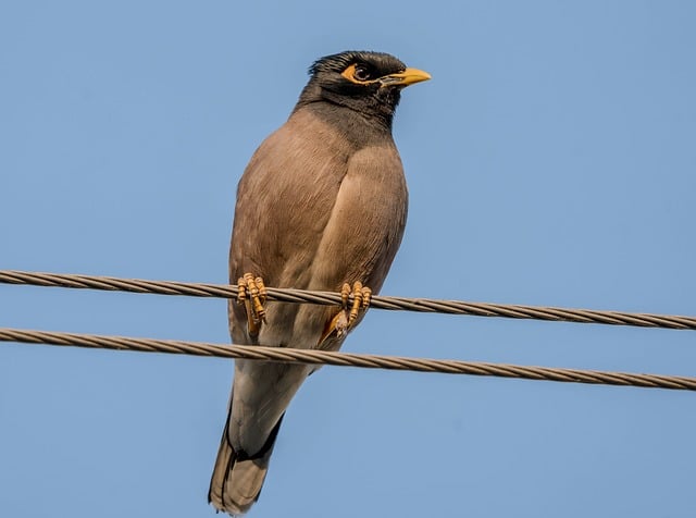 Bird Mynah Wildlife - Free photo on Pixabay