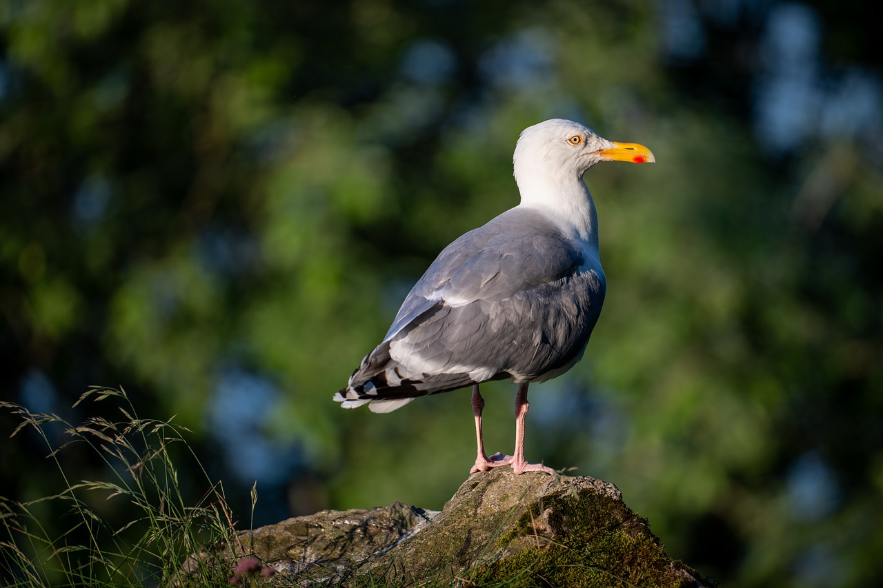 Gull Seagull Animal - Free photo on Pixabay