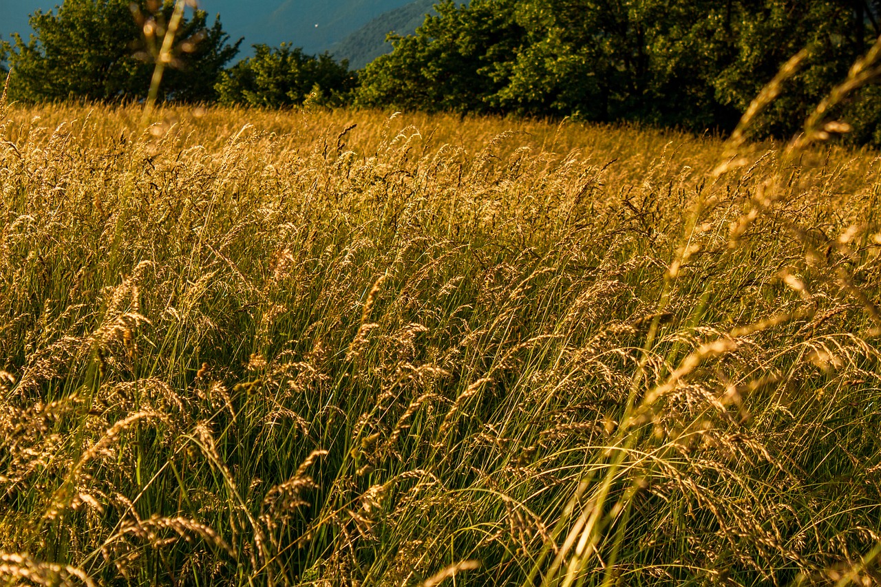 Nature L'Été Paysage - Photo gratuite sur Pixabay