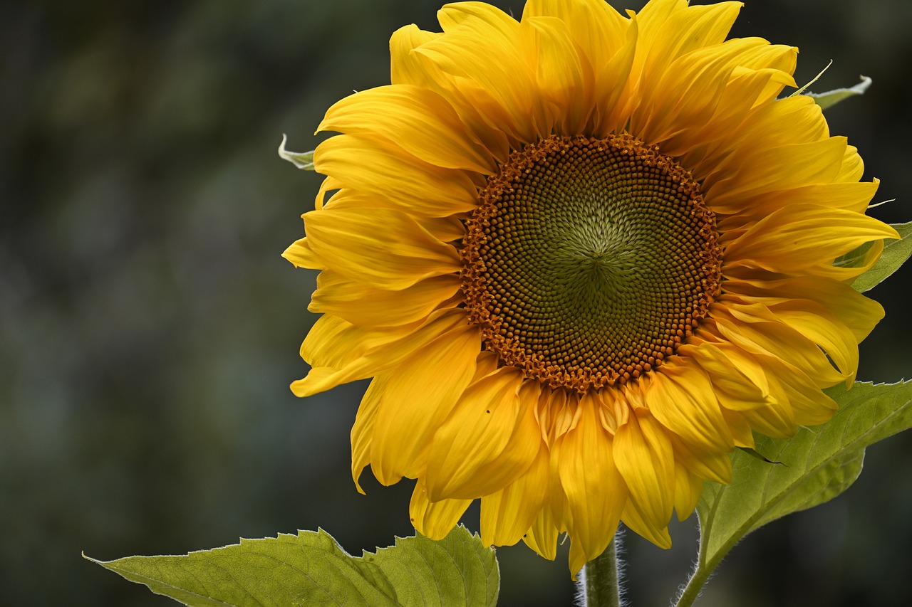 Sunflower Nature Flower Wallpaper - Free photo on Pixabay