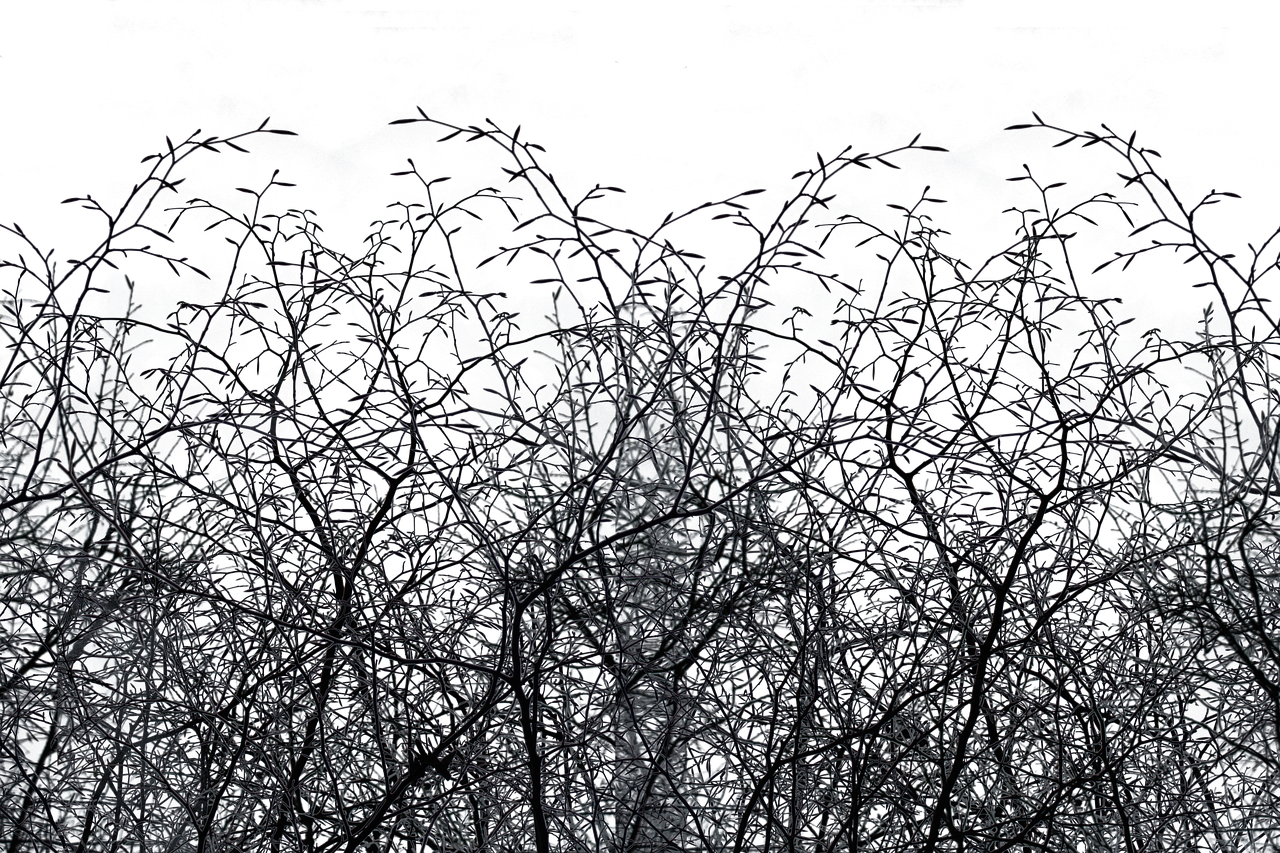 Download Twigs, Branch, Nature. Royalty-Free Stock Illustration Image ...
