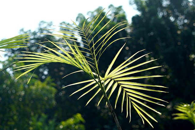 Palm Leaves Plant - Free photo on Pixabay