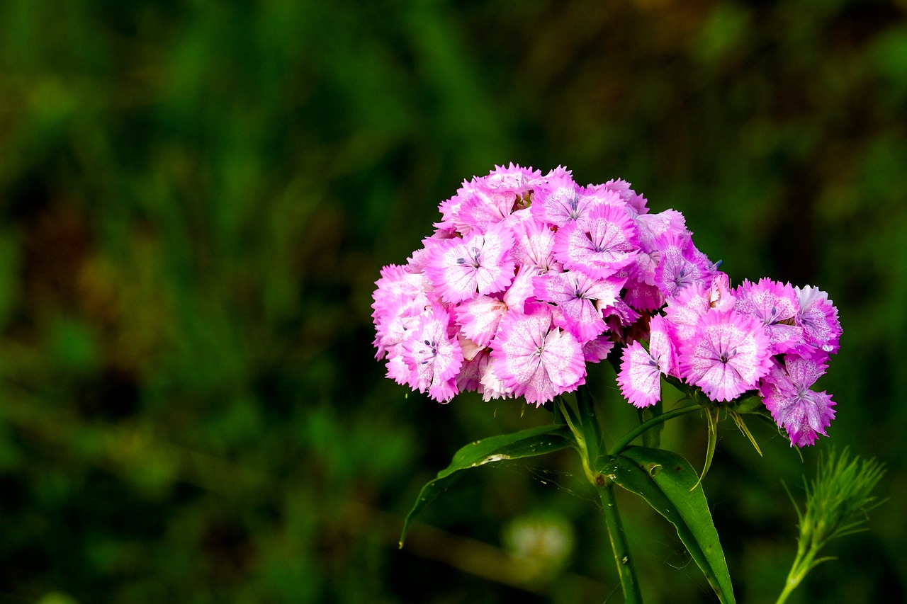 Carnation Flower Nature - Free photo on Pixabay