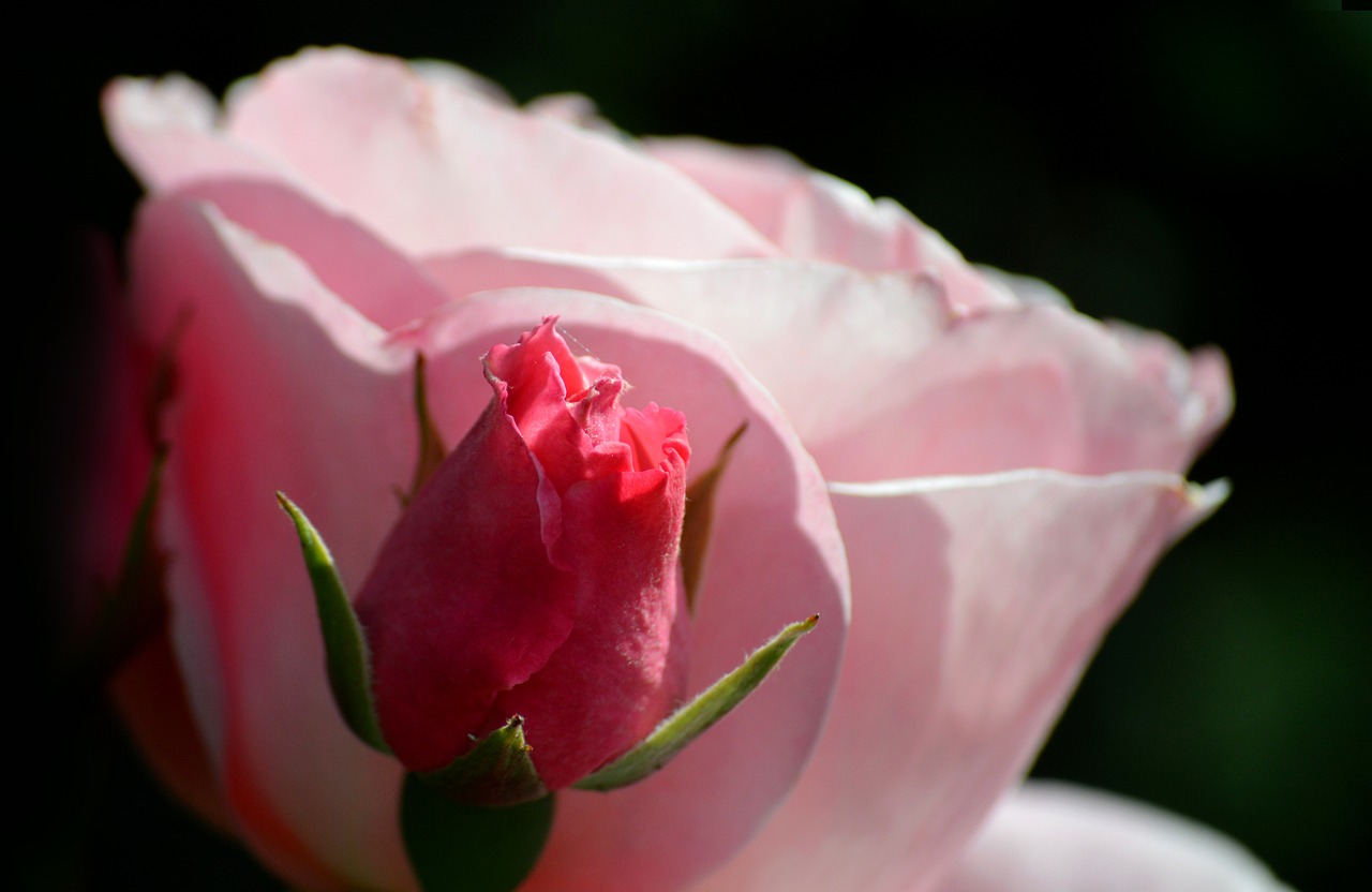 Roses Rose Petals Blossoms - Free photo on Pixabay