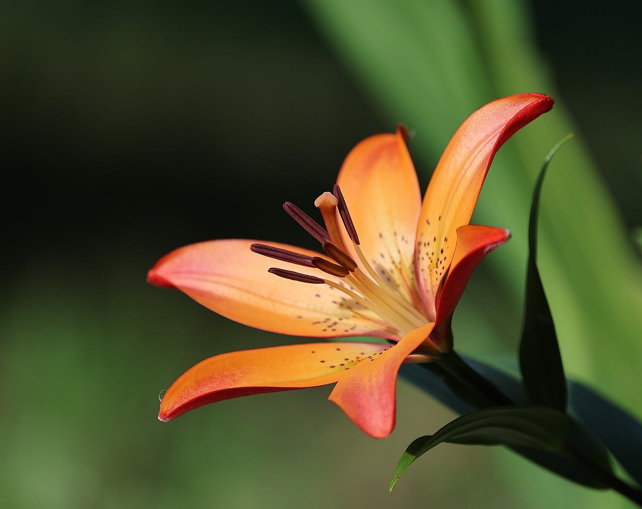 Lilies Flowers Outdoor - Free photo on Pixabay