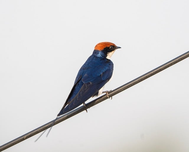 100,000+ Free Swallow Bird & Swallow Images - Pixabay