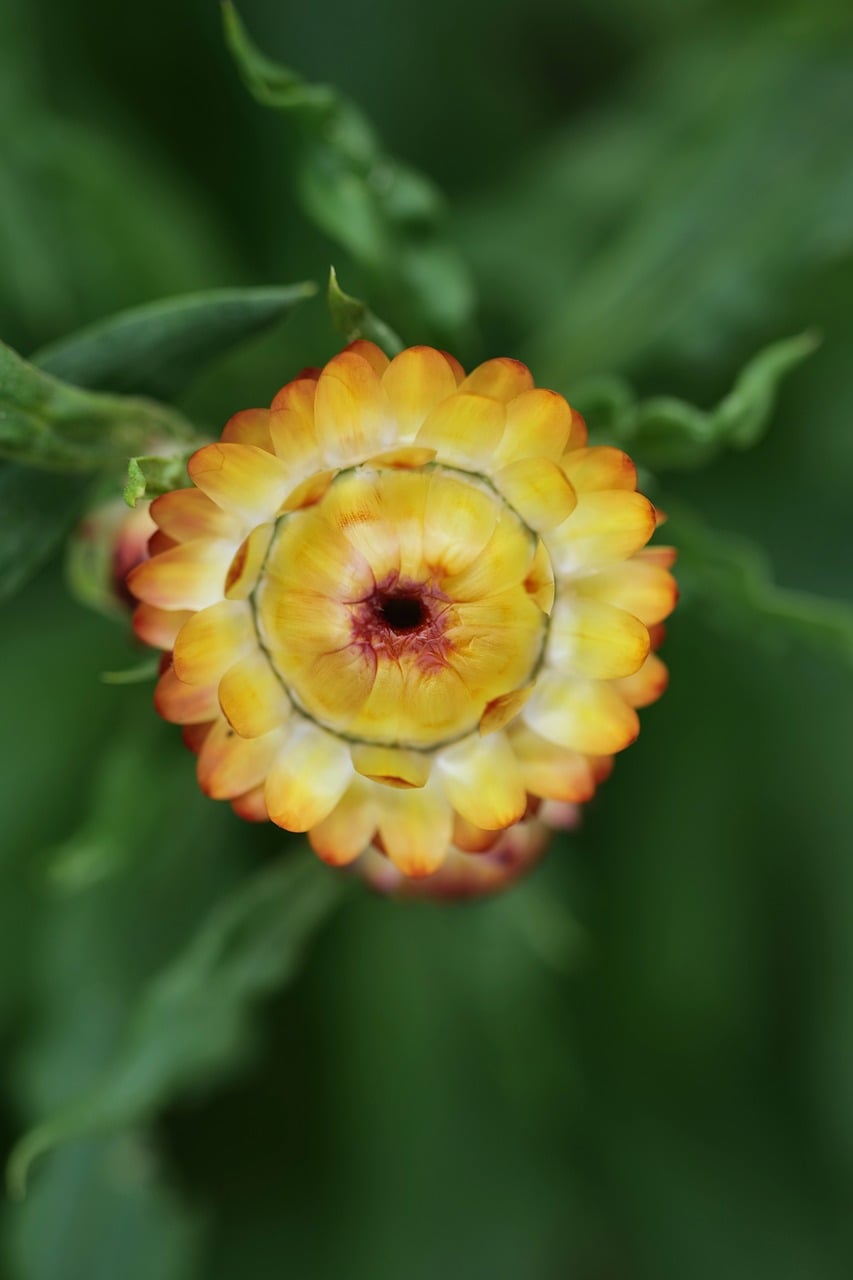 Straw Flower Blossom Bloom Close - Free photo on Pixabay
