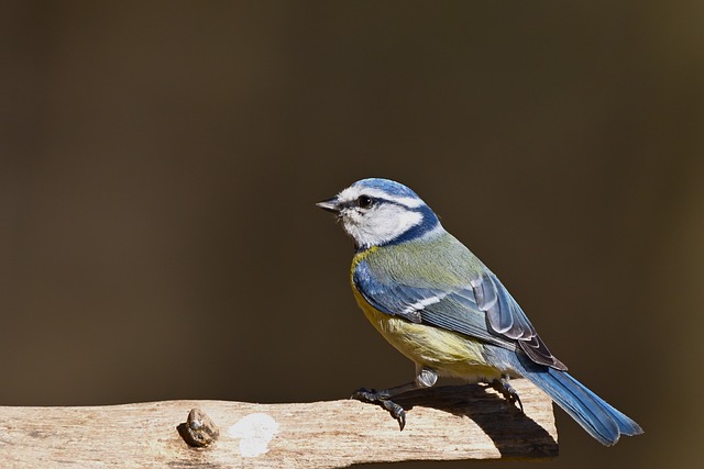 Blue Tit Bird Wildlife - Free photo on Pixabay