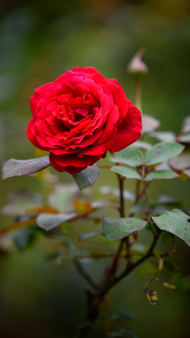 Rose Red Flowers - Free photo on Pixabay