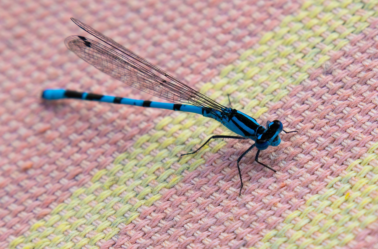 Libellula Natura Insetto - Foto gratis su Pixabay