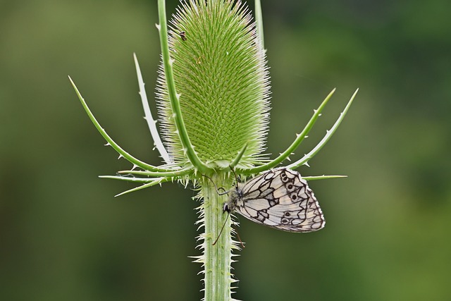 Butterfly Checkerboard Wild Card - Free photo on Pixabay