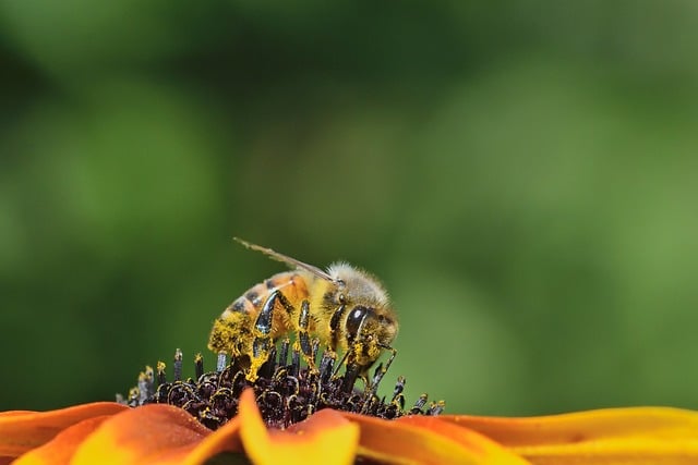 Bee Wild Pollen Bloom - Free photo on Pixabay