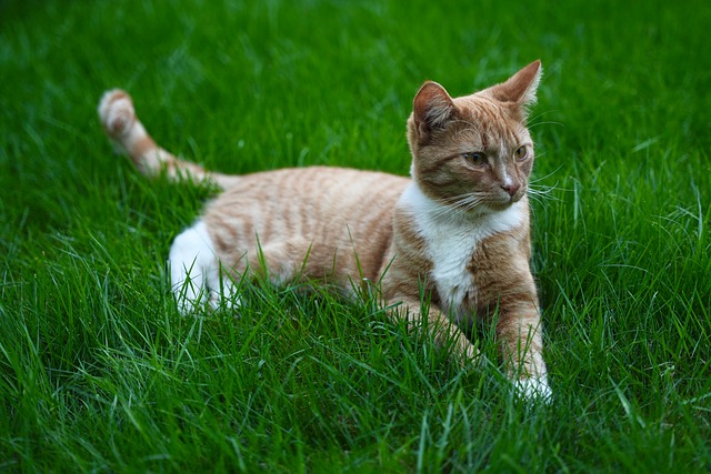 Katze Tiere Schöne - Kostenloses Foto auf Pixabay