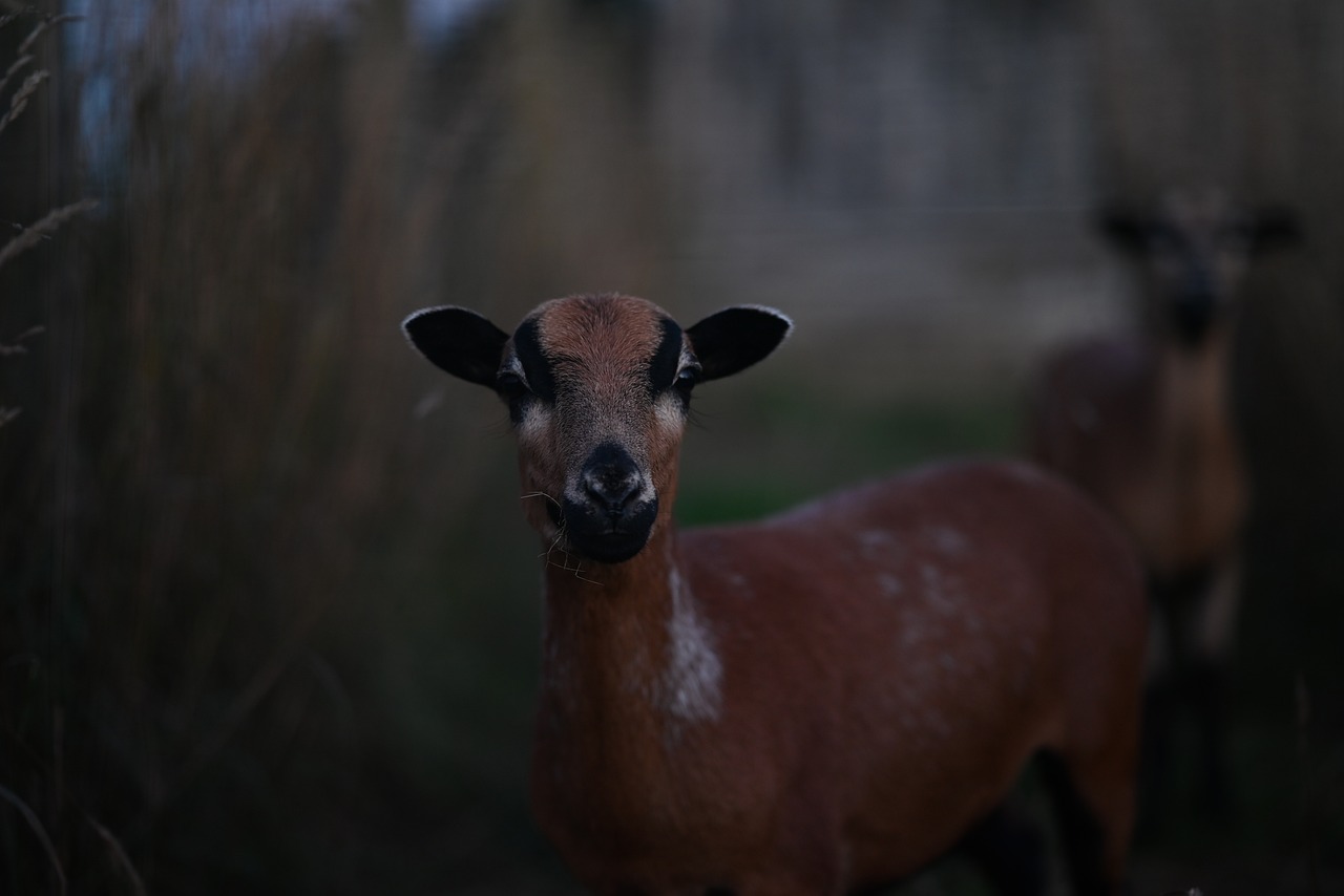 Cameroon Sheep Mammal Nature - Free photo on Pixabay