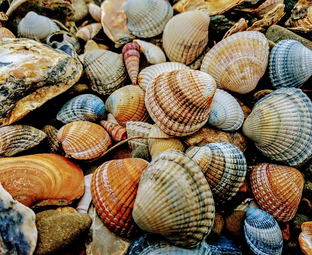 Page 3 - 5,000+ Free Clam Shell & Clam Images - Pixabay