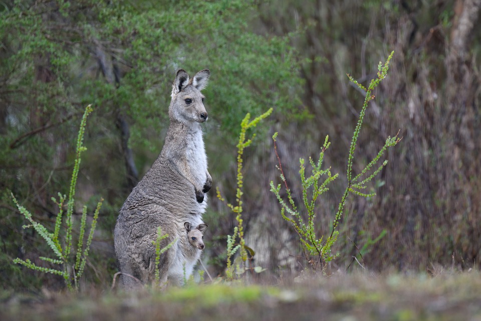 Eastern Grey Kangaroos - Free photo on Pixabay