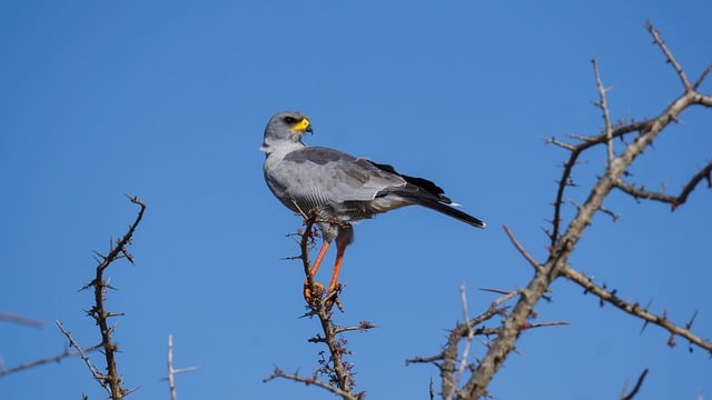 Falcon Nature Animal - Free photo on Pixabay