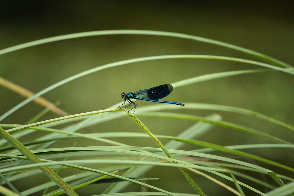 Dragon-Fly Insect Nature - Free photo on Pixabay