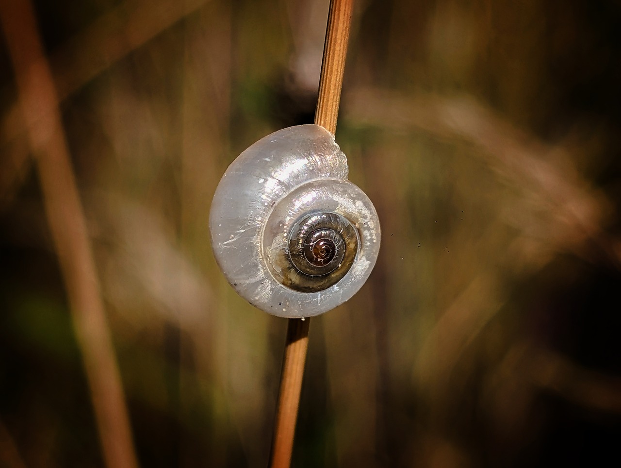 Snail Sleeve Animal Close - Free photo on Pixabay