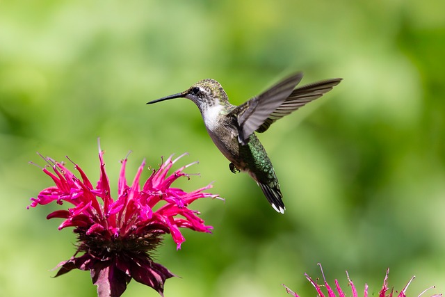 Humming-Bird Hover Wings - Free photo on Pixabay