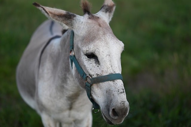 Donkey Herbivorous Animal - Free photo on Pixabay