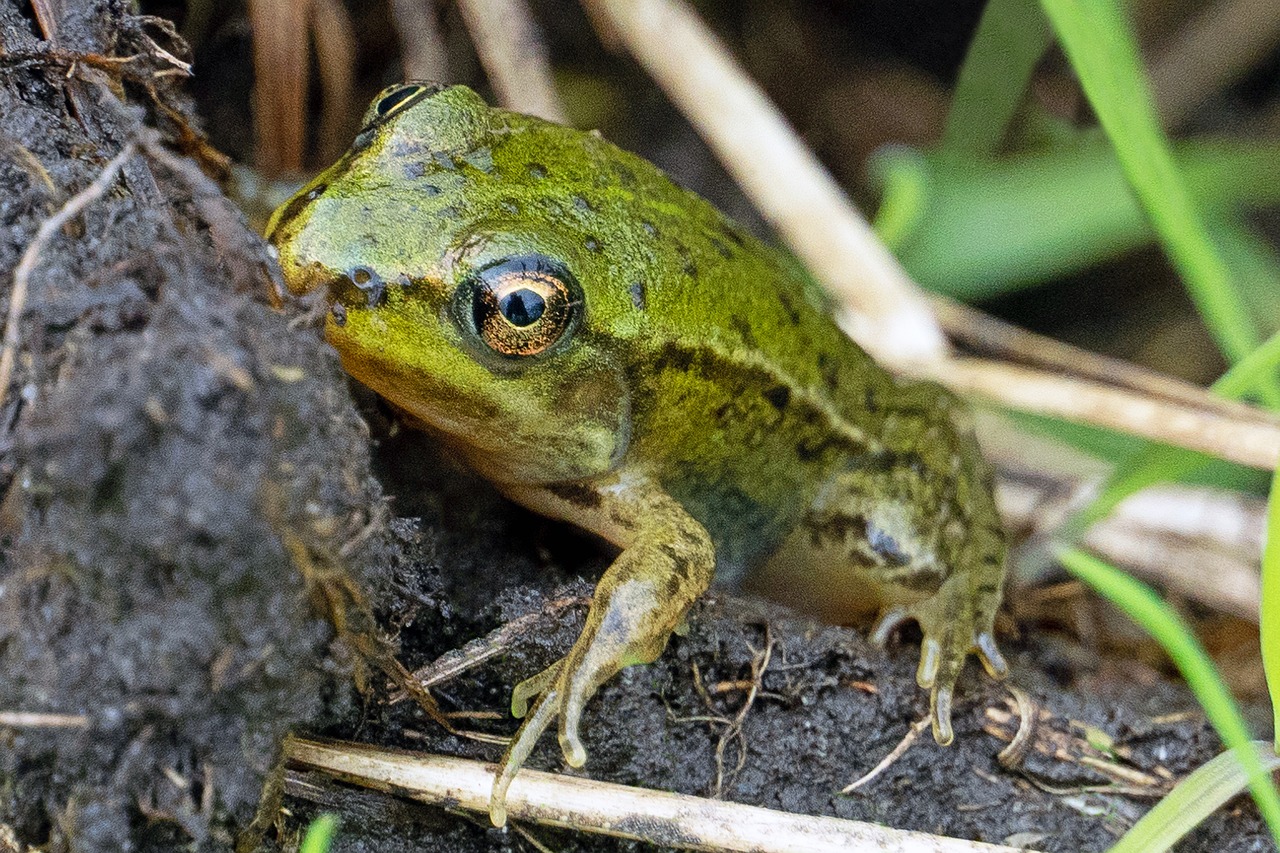 Frog Pool Green Little - Free photo on Pixabay