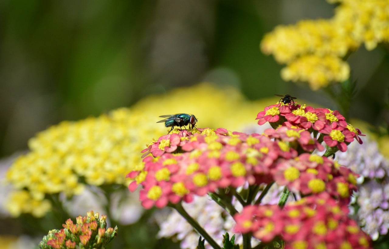 Sharp-Edged Scythe Fly Goldfliege - Free photo on Pixabay