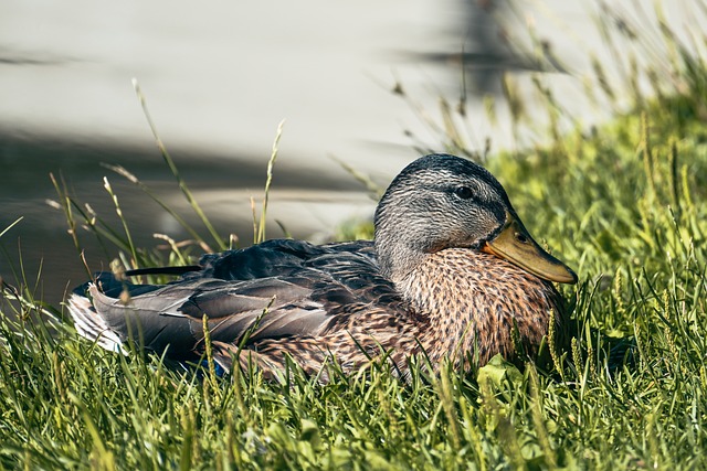 Duck Mallard Nature Water - Free photo on Pixabay