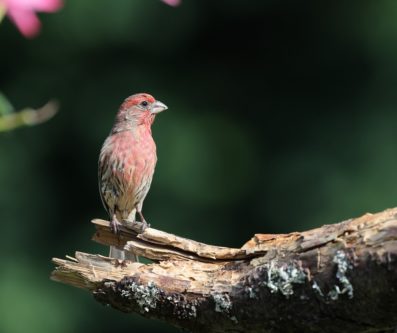 House Finch Wildlife Bird - Free photo on Pixabay