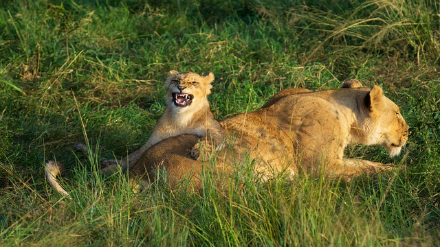 Lions Child Africa - Free photo on Pixabay