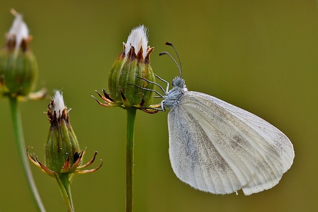 Papillon Blanche Papillons - Photo gratuite sur Pixabay