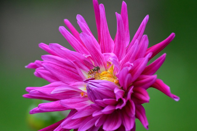 Dahlia Composites Geothermal Pink - Free photo on Pixabay