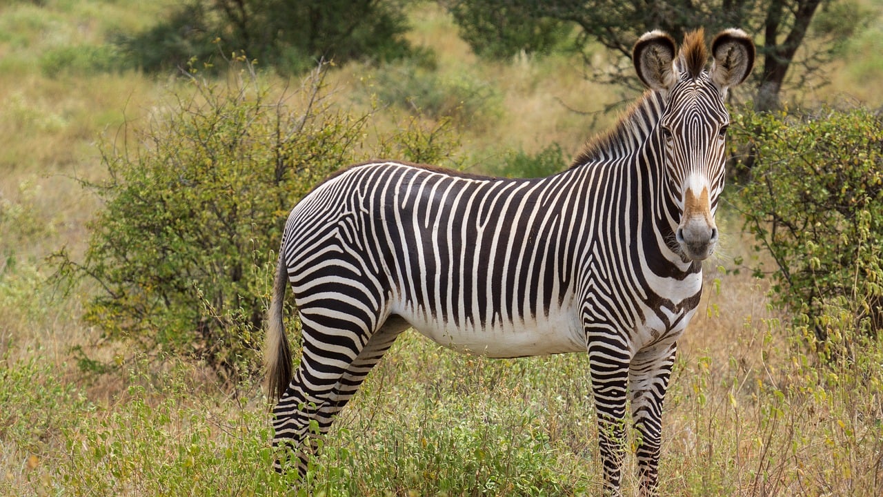 Grevyzebra Kenya Striped - Free photo on Pixabay